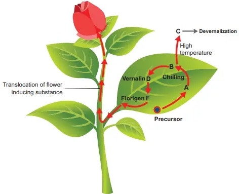 수목 개화생리(플로리겐 florigen, FT단백질, 개화촉진 식물호르몬, 옥신 개화촉진, 지베렐린 개화억제, 성 결정 식물 ...