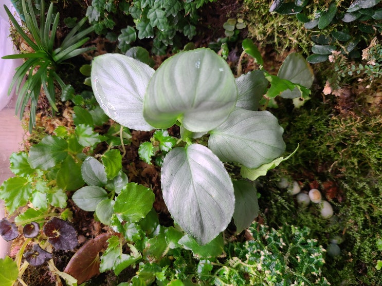 엎어버린 식물축양장 (2022년) : 네이버 블로그