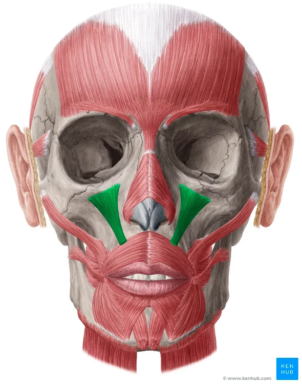Levator labii superioris alaeque nasi (LLSAN) : 네이버 블로그