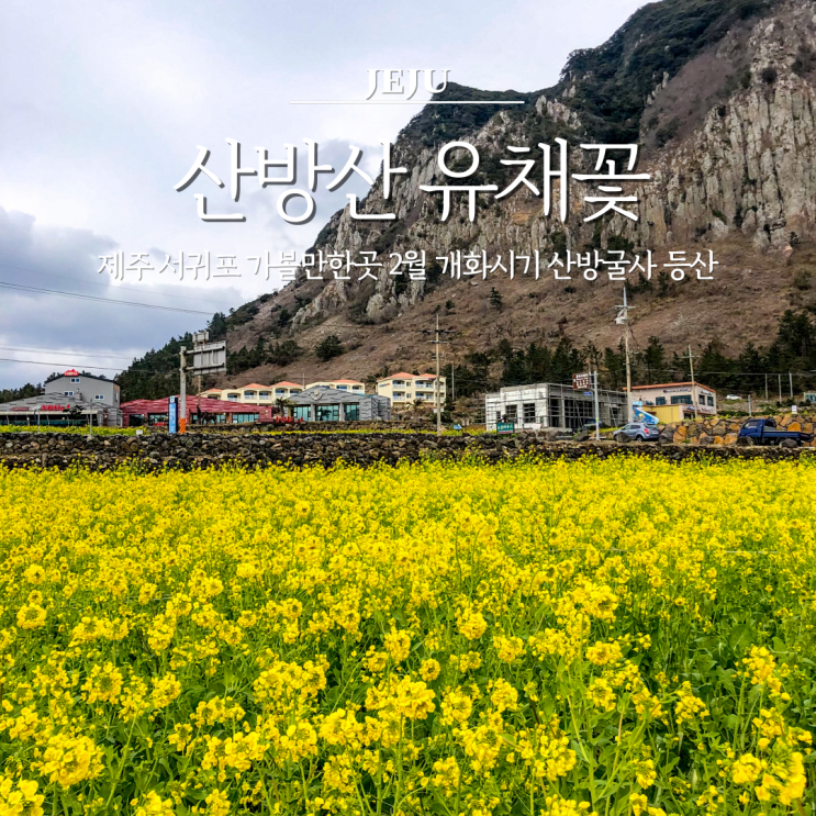 제주 서귀포 가볼만한곳 산방산 유채꽃 2월 개화시기 산방굴사 등산 네이버 블로그