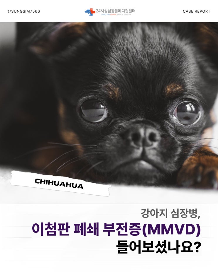 강아지 심장병, 이첨판 폐쇄 부전증(MMVD)를 아시나요? | 오늘의 내과케이스 : 네이버 블로그