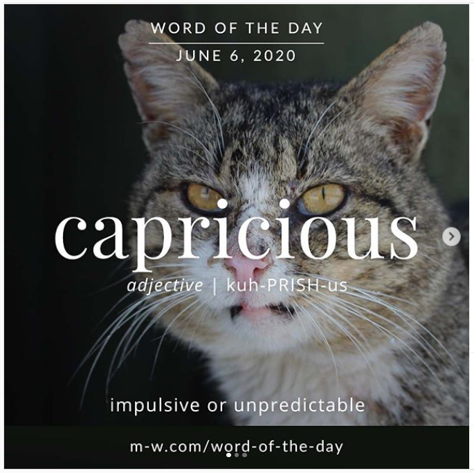 [100 College Graduate Words ] 17. capricious : 네이버 블로그