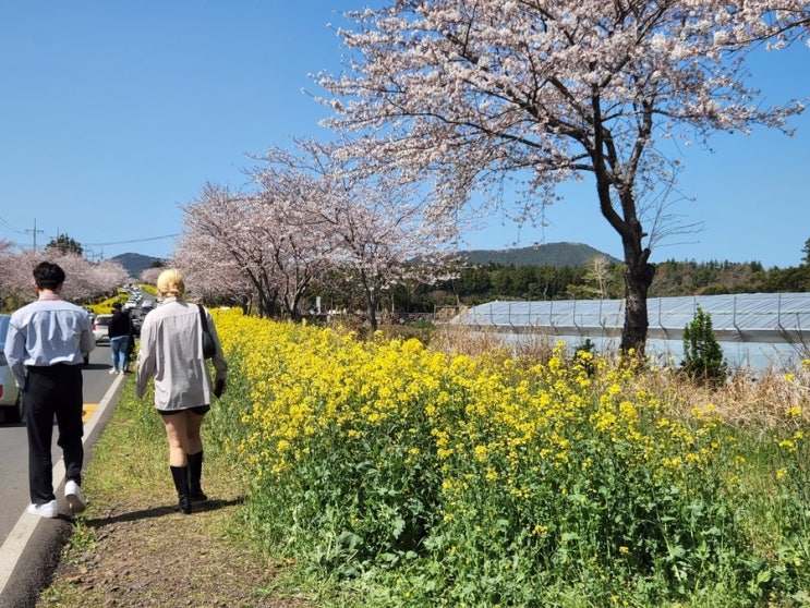 제주 녹산로 유채꽃 , 가시리 유채꽃길 , 제주 엉덩물계곡 자연명소 : 네이버 블로그