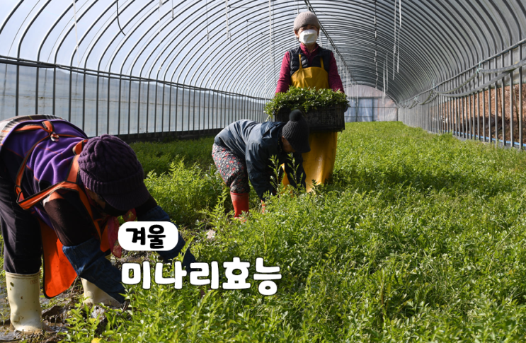 미나리 효능 부작용 간해독 면역력강화 숙취해소에 좋은 : 네이버 블로그