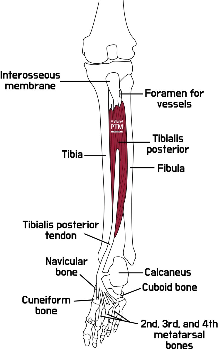 후경골근(Posterior Tibial Muscle) – 해부학적 특징부터 질환, 초음파 검사 및 치료까지 : 네이버 블로그
