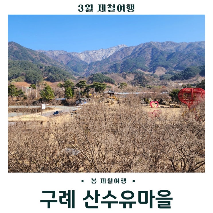 전남 구례 2025 산수유꽃 축제 기본정보 산수유마을 개화상황 국내봄여행지 네이버 블로그
