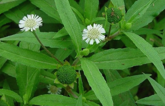 한련초란? 🌿 : 네이버 블로그