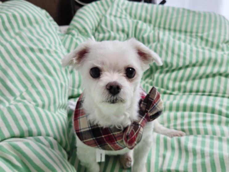 강아지 고양이 케이프 감자왕고양이 내돈내산 후기 : 네이버 블로그