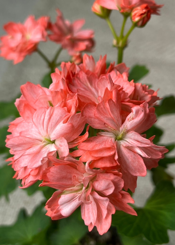 Yuz베르단디와Miz별빛소나타 : 네이버 블로그