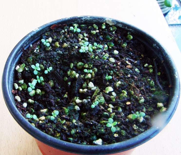 초보가드너가 알아야할 봄철 꽃씨 파종 꿀팁 : 네이버 블로그