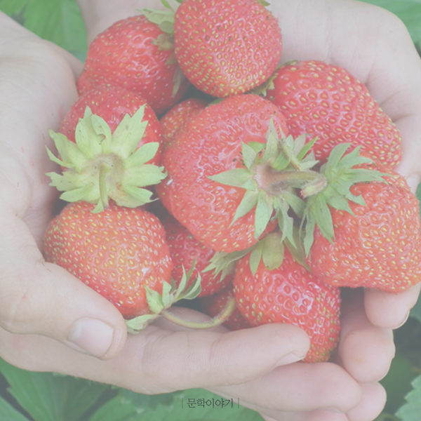 [문학이야기]처음 밝히는 딸기 꼭지 이야기 : 네이버 블로그
