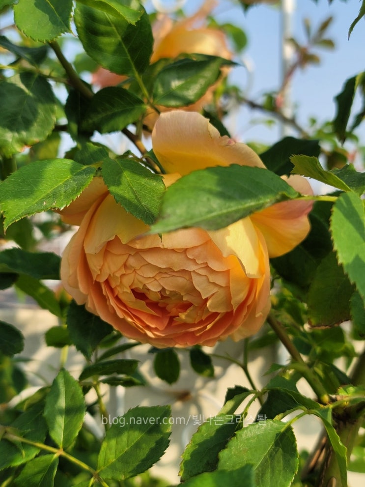 데이비드오스틴장미 레이디오브샬롯 티징조지아 : 네이버 블로그