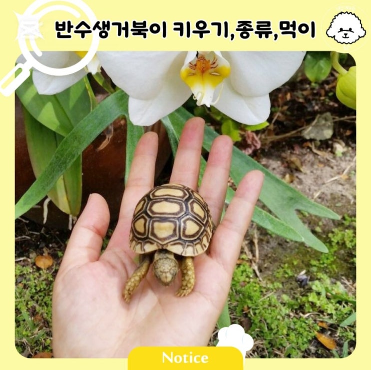 반수생 거북이 키우기 종류 먹이 관리 방법 네이버 블로그
