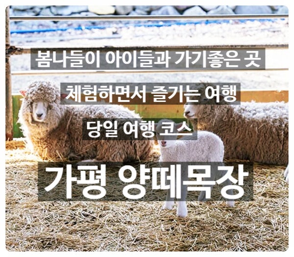 가평 양떼목장 봄나들이 아이들과 가기 좋은 곳 체험 하면서 즐기는 당일 코스 여행 코스 네이버 블로그