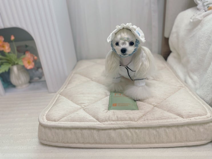 강아지 쿠션 탄력감 좋은 펫 베드, N32 쪼꼬미 매트리스 시몬스 침대 : 네이버 블로그