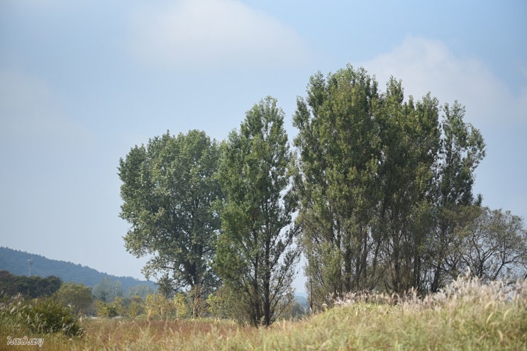 Populus deltoides Marsh. /미루나무 : 네이버 블로그