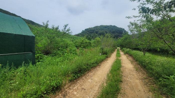 [경기연천토지(임야)경매] 연천군 연천읍 동막리 산132-1 경매 # 2024타경82769 # : 네이버 블로그