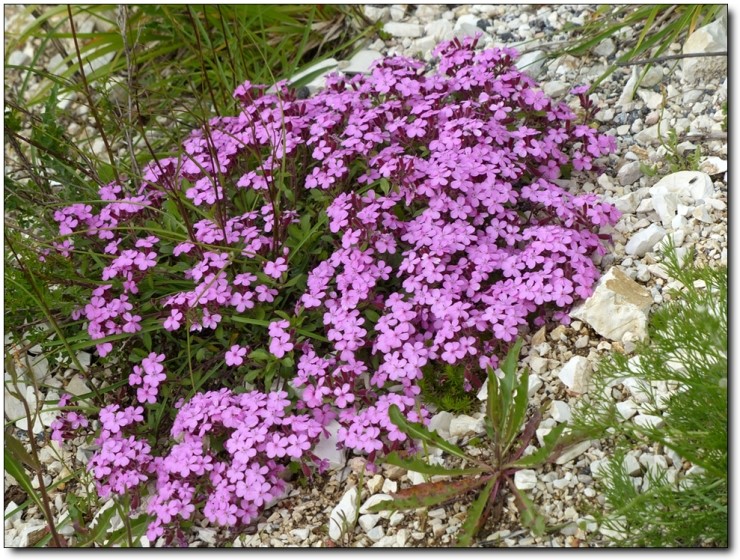 [꽃씨파종] 비누풀 (다년생, 노지월동) : 네이버 블로그