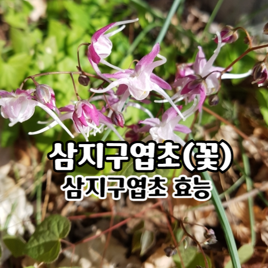 삼지구엽초 음양곽 효능 재배방법 수확시기(삼지구엽초 꽃) : 네이버 블로그