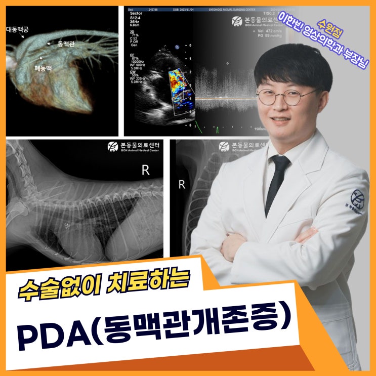 강아지 PDA(동맥관개존증), 개흉 수술하지 않는 중재적 시술(ACDO) 치료케이스 : 네이버 블로그