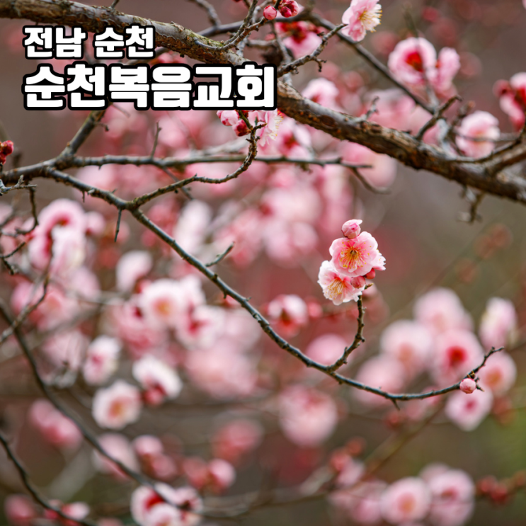3월 꽃구경 가볼만한 곳 순천 복음교회 매화정원 전남 봄 여행 데이트 코스 네이버 블로그