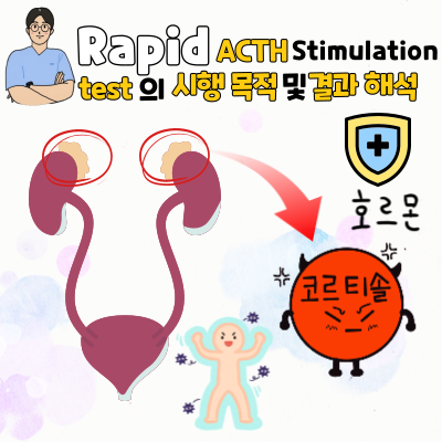 Rapid ACTH stimulation test 부신피질 자극 호르몬 검사 시행 목적 및 검사 방법과 결과 해석 : 네이버 블로그