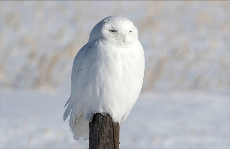 Snowy Owl (눈올빼미) : 네이버 블로그