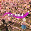 미리보는 서산 개심사 왕벚꽃 겹벚꽃 청벚꽃 풍경 2025 개화시기 네이버 블로그