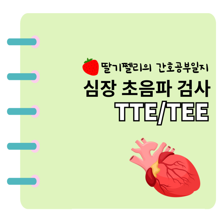 심장초음파 검사 간호 의학용어 Tte Tee Ef 정상수치 금식 네이버 블로그