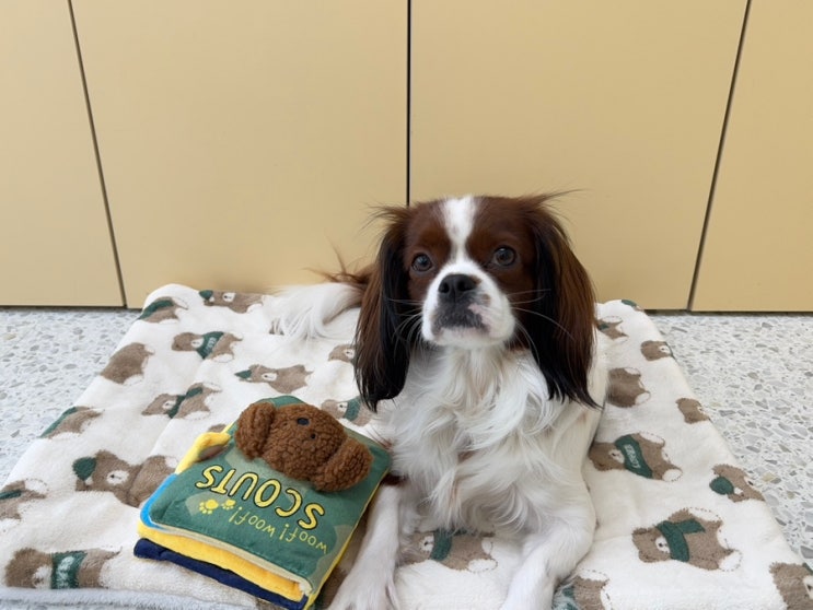 양주 신난댕 애견유치원 : 독서시간 : 네이버 블로그