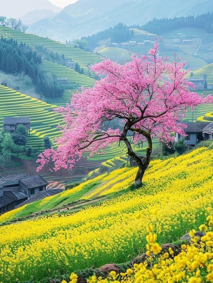 춘설 / 정지용 : 네이버 블로그