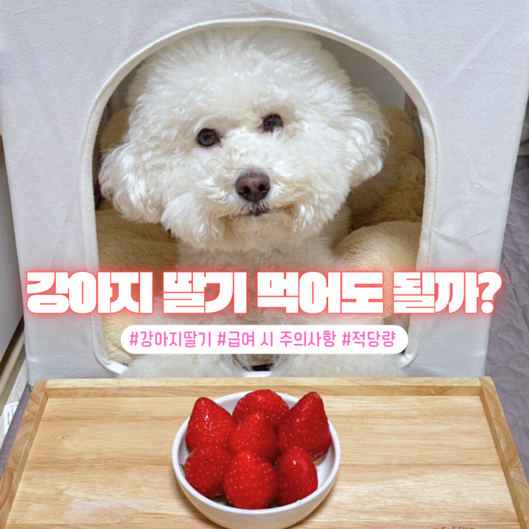 고양이 강아지 딸기 먹어도 될까 급여 시 주의할점 급여량 딸기잼 딸기주스 네이버 블로그