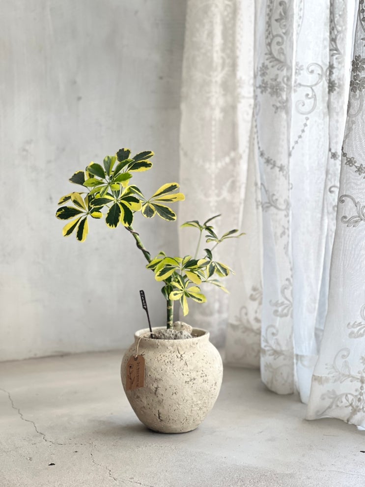 부산덕천동화분 실내 습도 유지에 도움을 주는 식물 무늬 홍콩야자 : 네이버 블로그