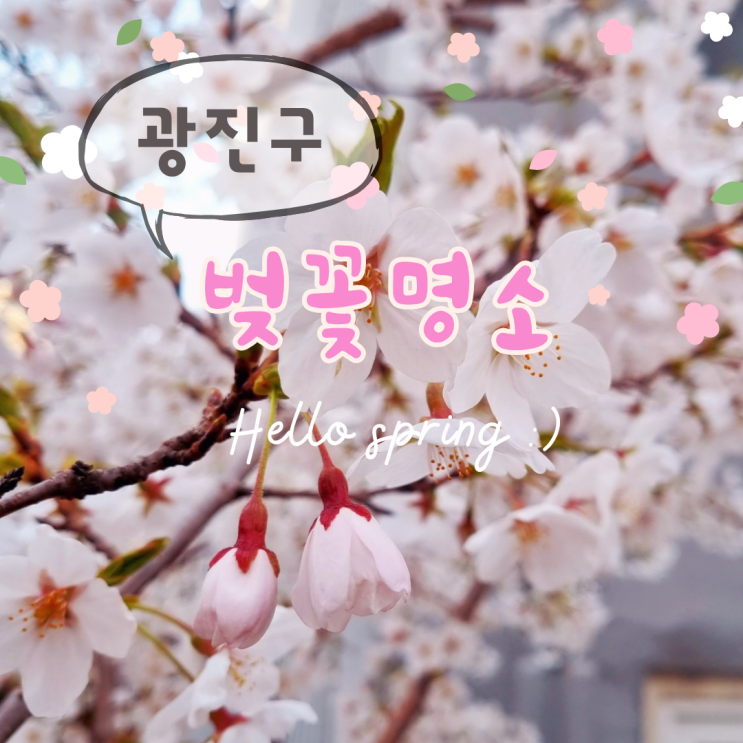 2025년 서울벚꽃명소 우리동네 광진구 벚꽃명소 Best5 개화시기 예측 네이버 블로그