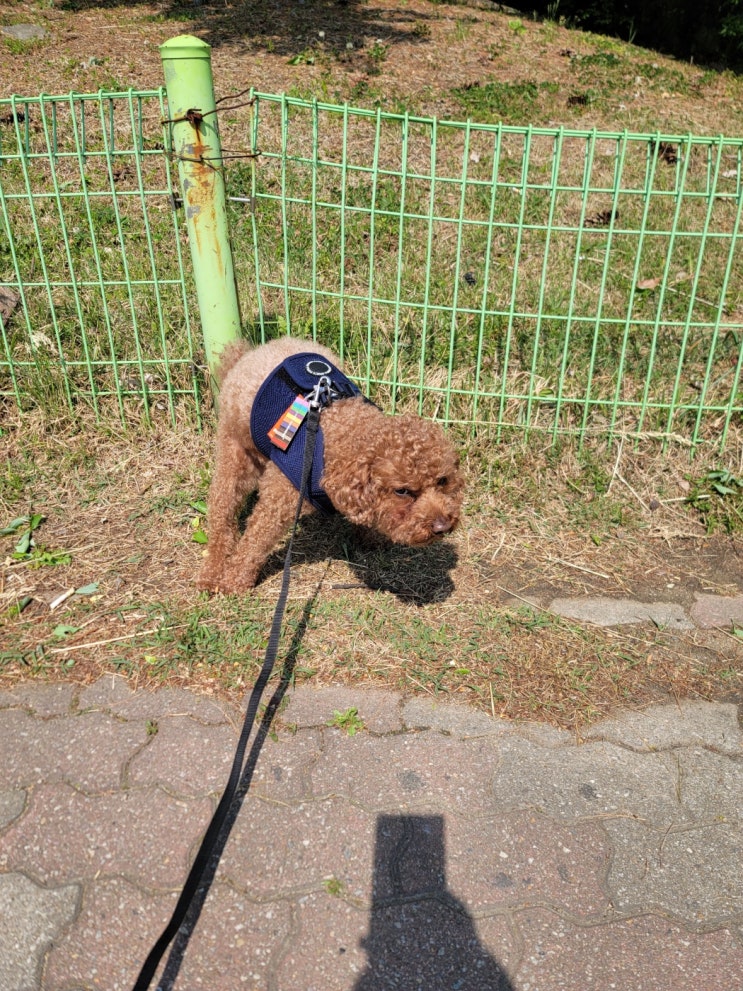 실외배변 강아지 실내배변 훈련 : 네이버 블로그