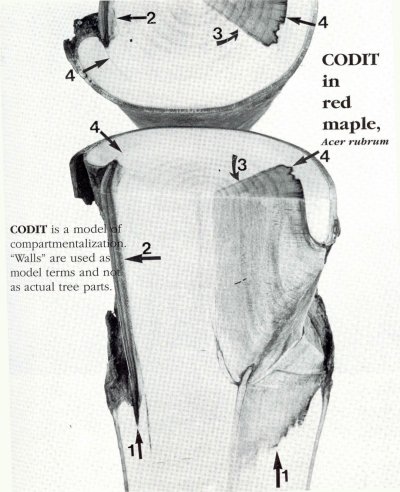 자기방어벽(CODIT, 코디트) 개념 정리 : 네이버 블로그