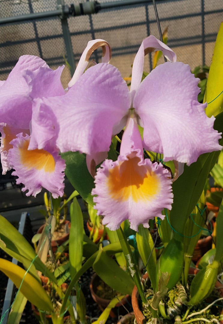 C. schroederae (7WOC) SLP OG : 네이버 블로그