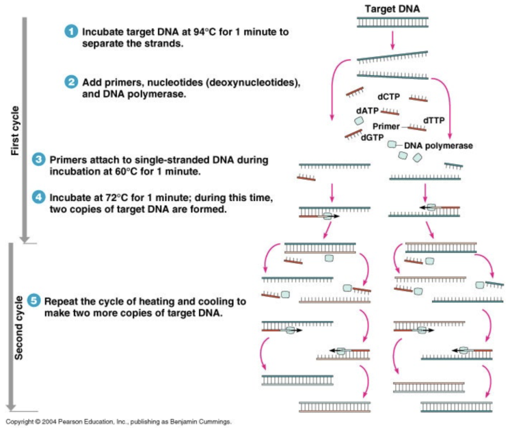 qPCR / Quantitative PCR / Real time PCR / Quantitative Polymerase chain ...