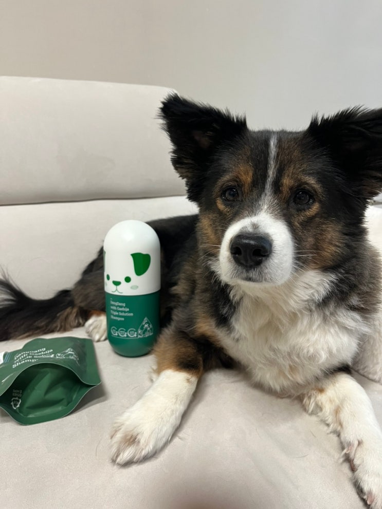 강아지 샴푸 추천 중형견 장모 사용 펫인가든 : 네이버 블로그