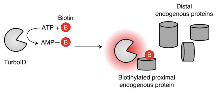 Proximity labeling / TurboID / BioID / Biotin ligase / APEX2 : 네이버 블로그