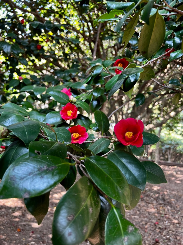 [20250323] 여수 당일치기 여행, 오동도는 동백꽃 명소! 개화시기는 바로 지금! 용산역 KTX 주차장은 용산전자상가1 공영 주차장 : 네이버 블로그