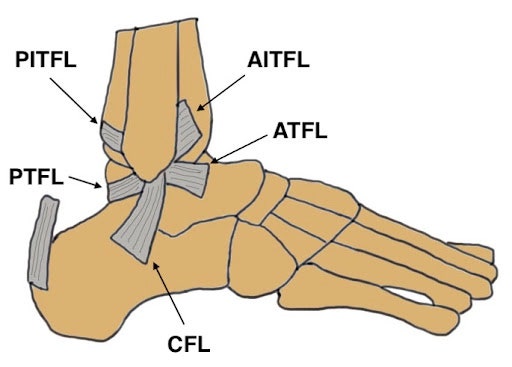 Ankle ATFL recon : 네이버 블로그