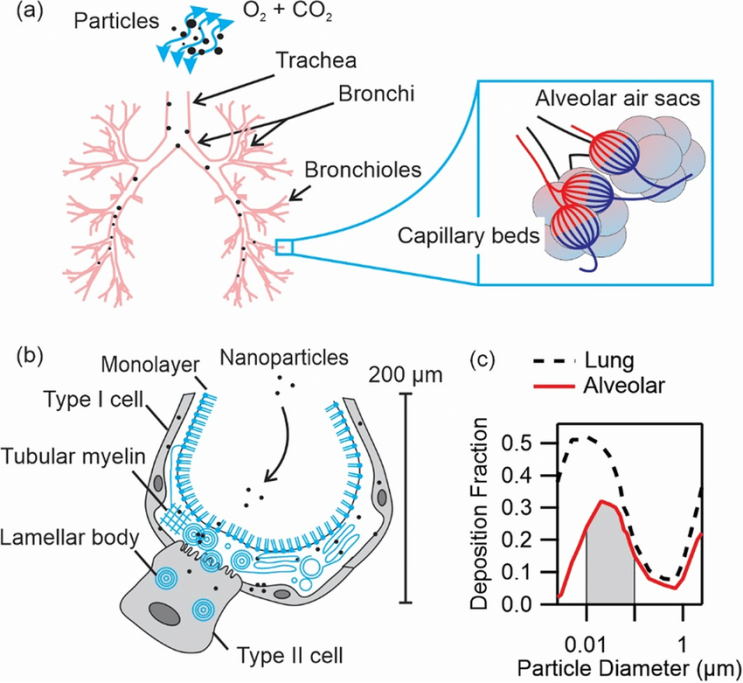 미세먼지와 폐암(Fine particle air pollution and lung cancer risk) : 네이버 블로그