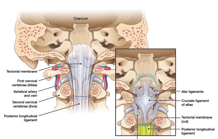 OSTEOPATHY 두개골과 척추 연결의 핵심 Tectorial Membrane : 네이버 블로그