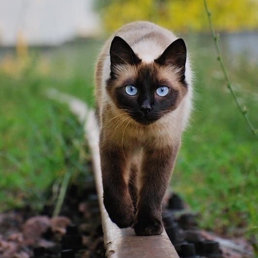 샴고양이 종류 성격 총정리! : 네이버 블로그