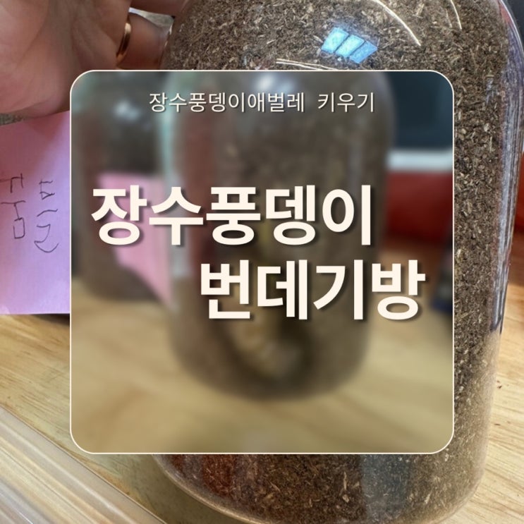 장수풍뎅이 애벌레 키우기 번데기방 짓는 중🐛장수풍뎅이 번데기방 짓는 과정번데기 되는 과정 네이버 블로그