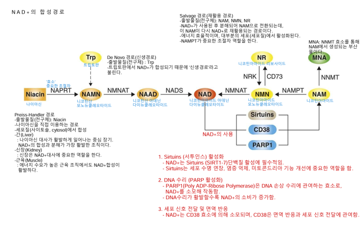 NAD⁺를 늘리려면 경로가 중요합니다 – 왜 Preiss–Handler 경로에 주목해야 할까요? : 네이버 블로그