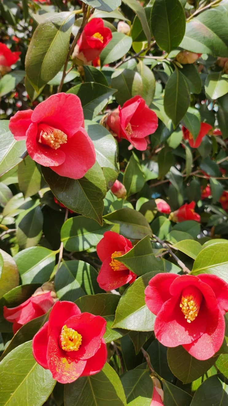 쌀쌀한 맞바람 맞으며 자전거 타기. 코감기 걸리다. 갤럭시 탭 s10 선물 도착 : 네이버 블로그