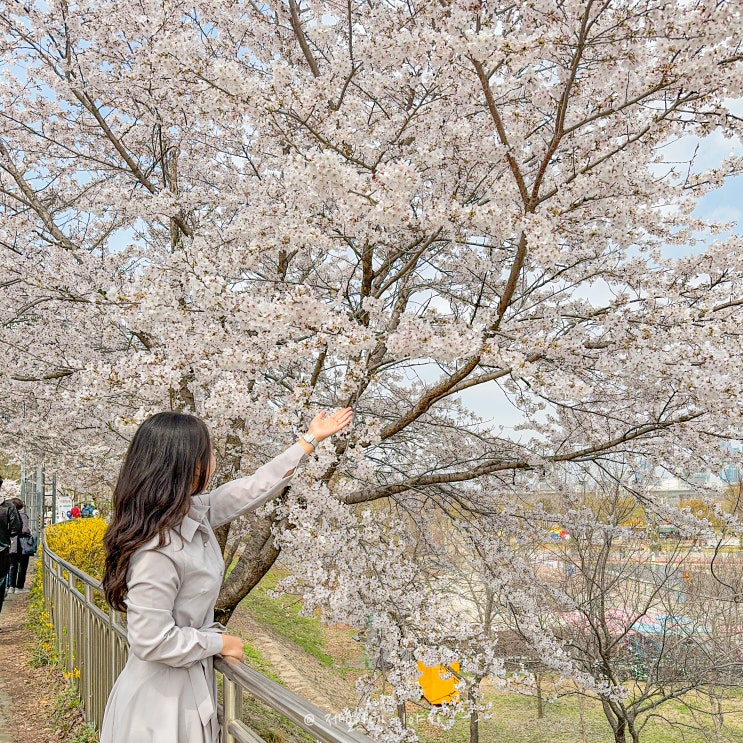 여의도 벚꽃 명소 한강공원 윤중로 벚꽃길 네이버 블로그