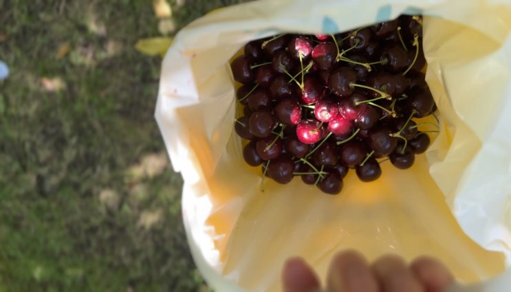 20250128 뉴질랜드 5일차 크롬웰 체리농장, 라벤터팜, 와나카 트래킹, 와나카 홀팍 : 네이버 블로그